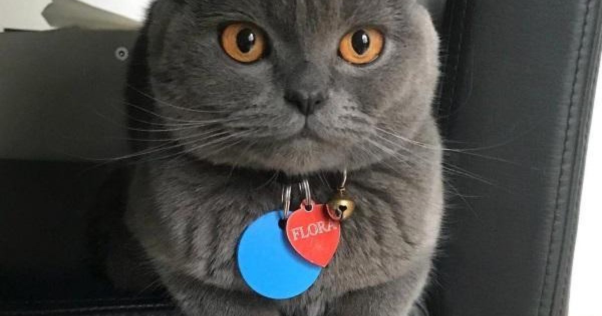 Flora The Explorer - Chipolo